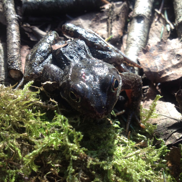 Common Frog | Project Noah