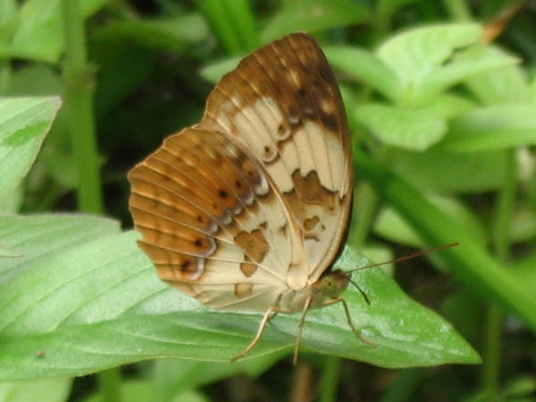 Rustic | Project Noah