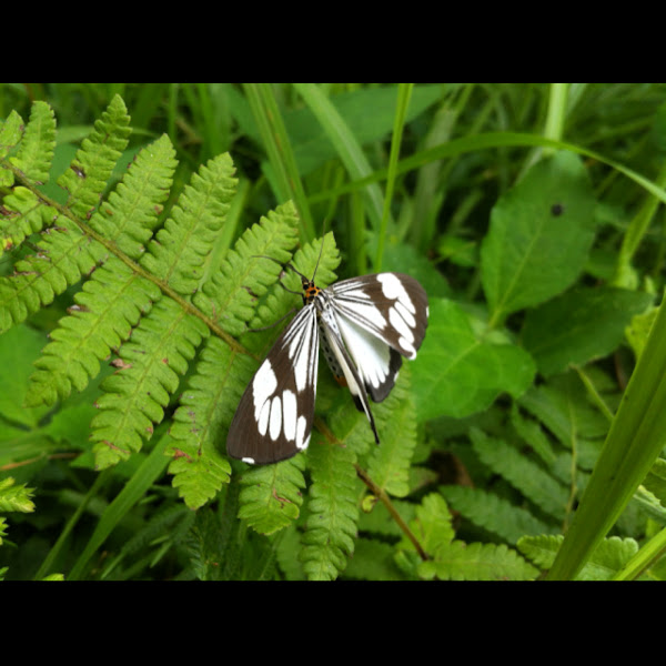 Marbled White Moth | Project Noah