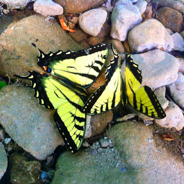 Eastern tiger swallowtail | Project Noah