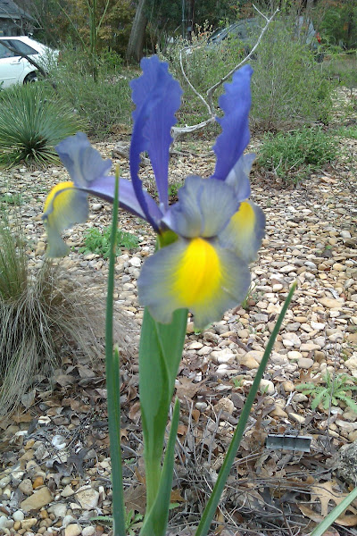 Dutch iris | Project Noah