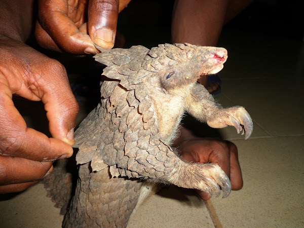 Tree pangolin | Project Noah