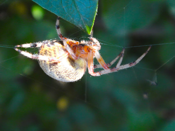 Marbled Orb Weaver | Project Noah