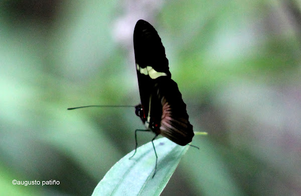 Clysonymus Longwing, Yellow Longwing or Montane longwing | Project Noah