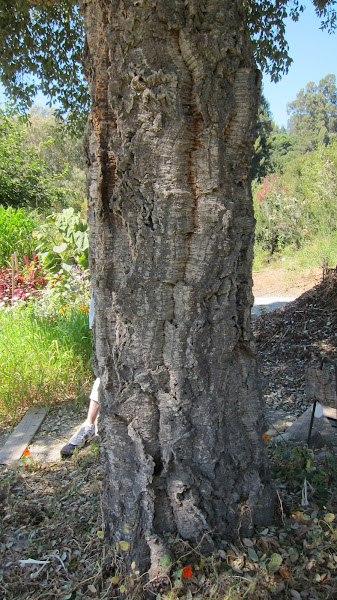 Cork Oak Tree | Project Noah