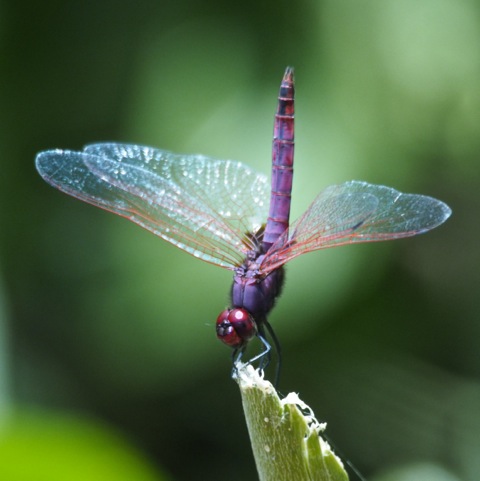 Violet Dropwing | Project Noah