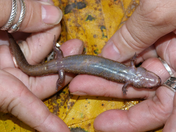 Spotted dusky salamander (adult male) | Project Noah