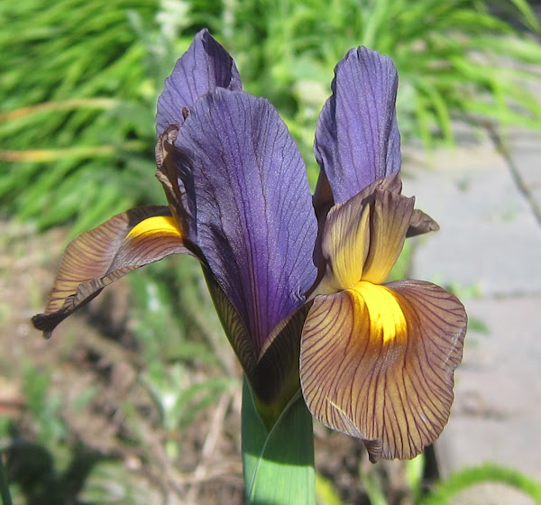 Irises | Project Noah