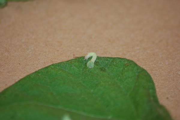 Oak hawk-moth | Project Noah