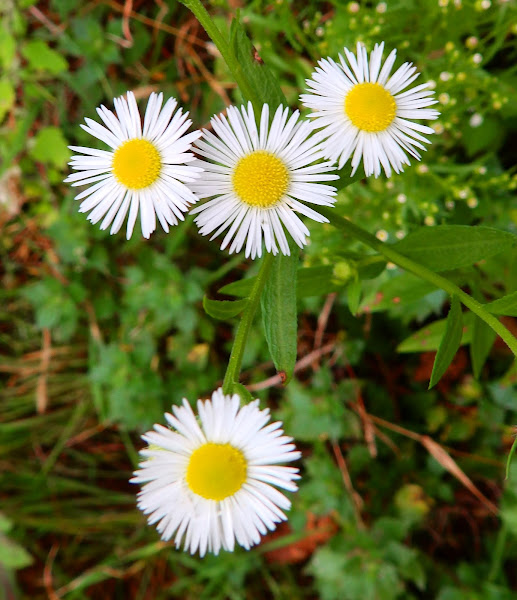 Eastern Daisy Fleabane | Project Noah