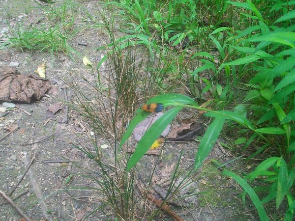 Banded Netwing beetle | Project Noah