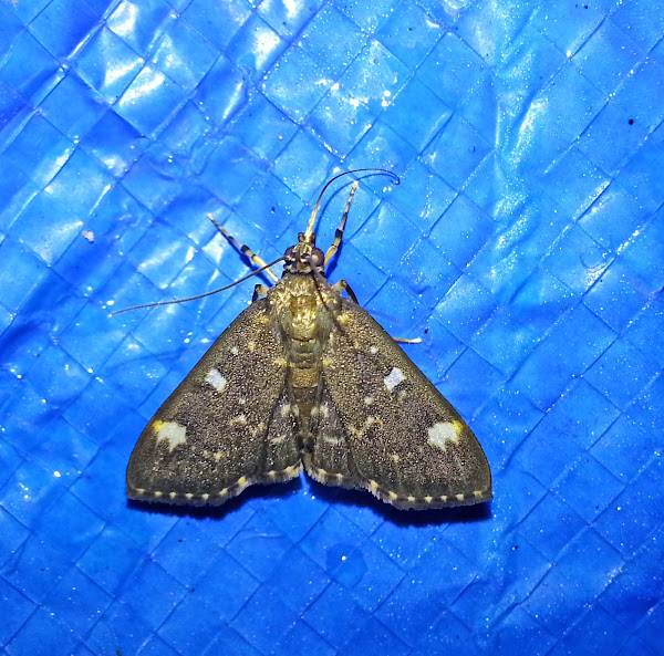 Crambid Moth | Project Noah