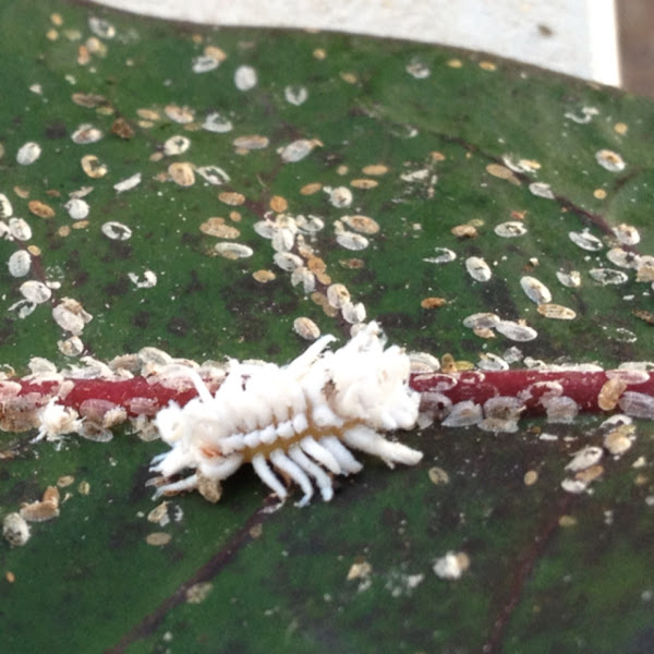 Mealybug Destroyer | Project Noah