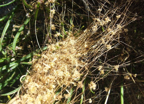 Cuscuta campestris | Project Noah