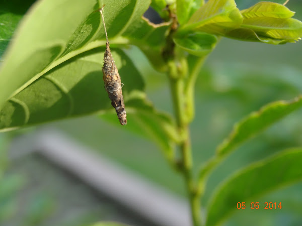 Bagworm Moth larva | Project Noah