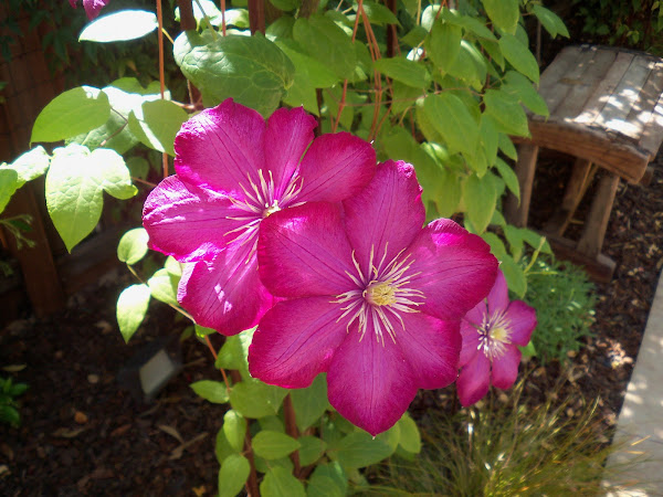 Clematis | Project Noah