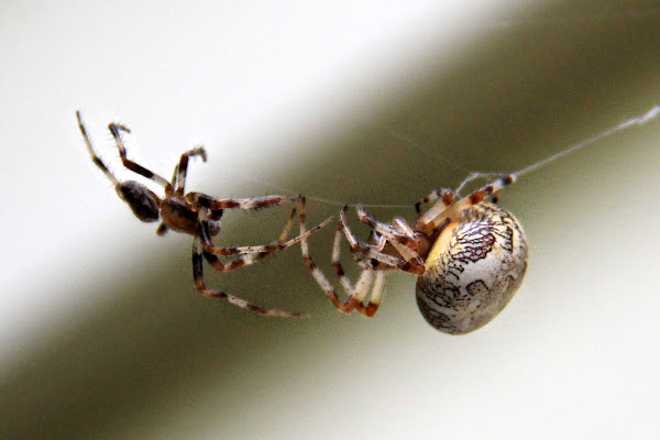 Marbled Orbweaver | Project Noah