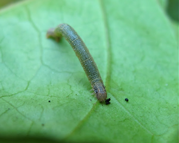 Geometer Caterpillar | Project Noah