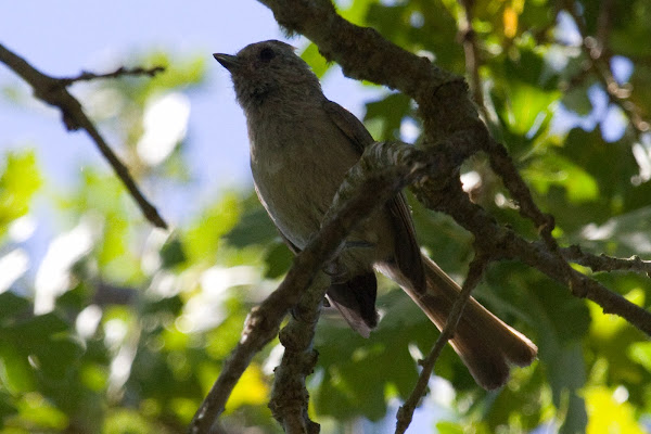 Oak Titmouse | Project Noah