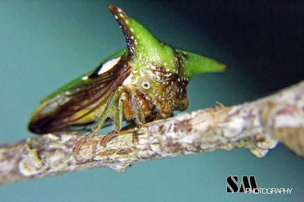 Sundarion treehopper | Project Noah