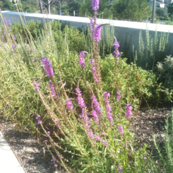 Purple Loosestrife | Project Noah