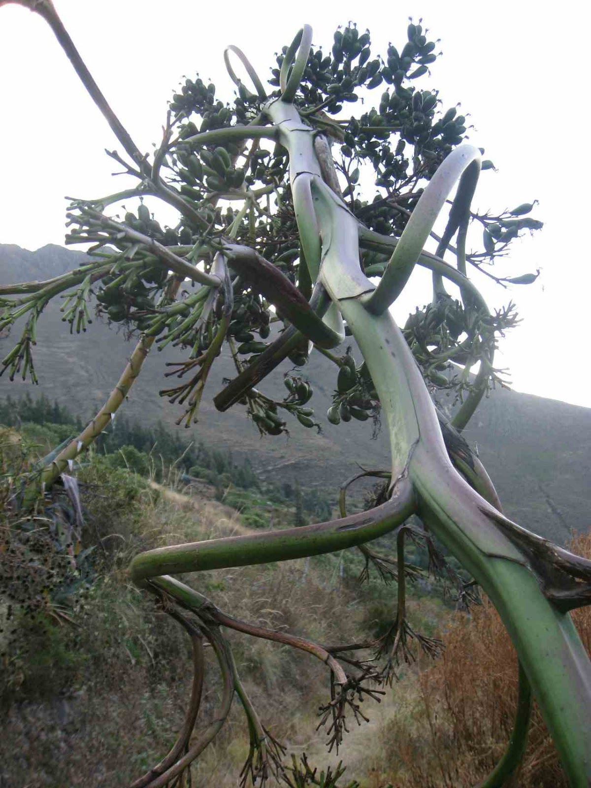 Knapy: Day VIII - treking Ollantaytambo