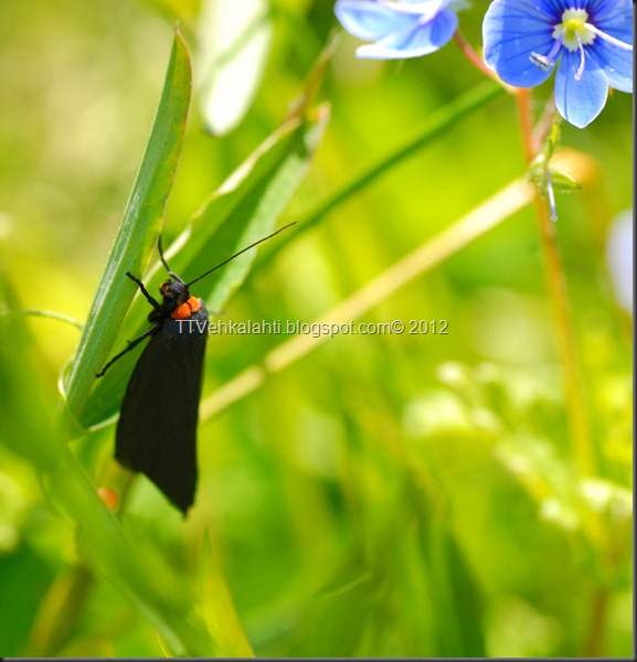 Teuvon kuvat -Teuvo images: Suomen kesäluonto tarjoaa ihmeitä, kun ...