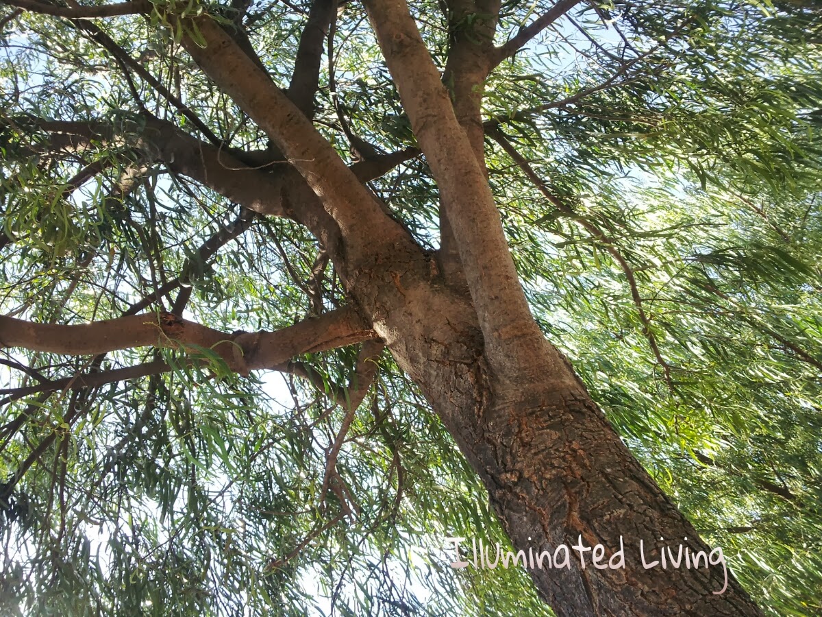 Illuminated Living: Bless The Tree That Covers Me