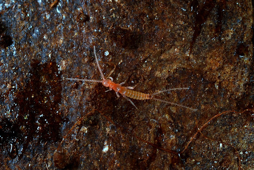 Diplura - JungleKey.fr Image