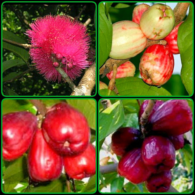 evasilviana.es: Manfaat Jambu Bol dan Kandungannya