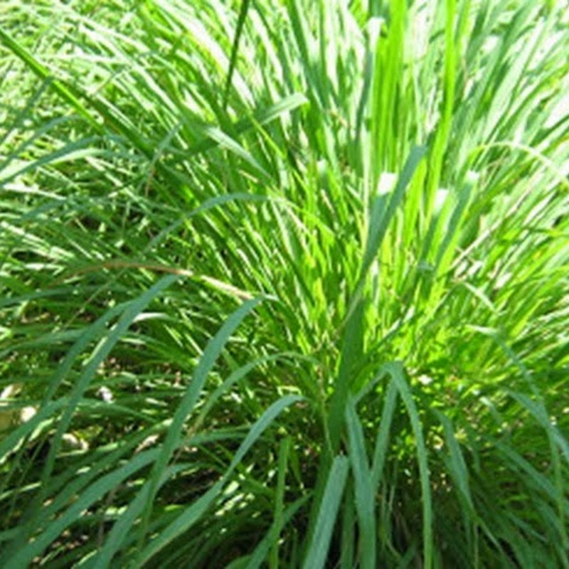 Manfaat Tanaman herbal daun serai untuk kesehatan