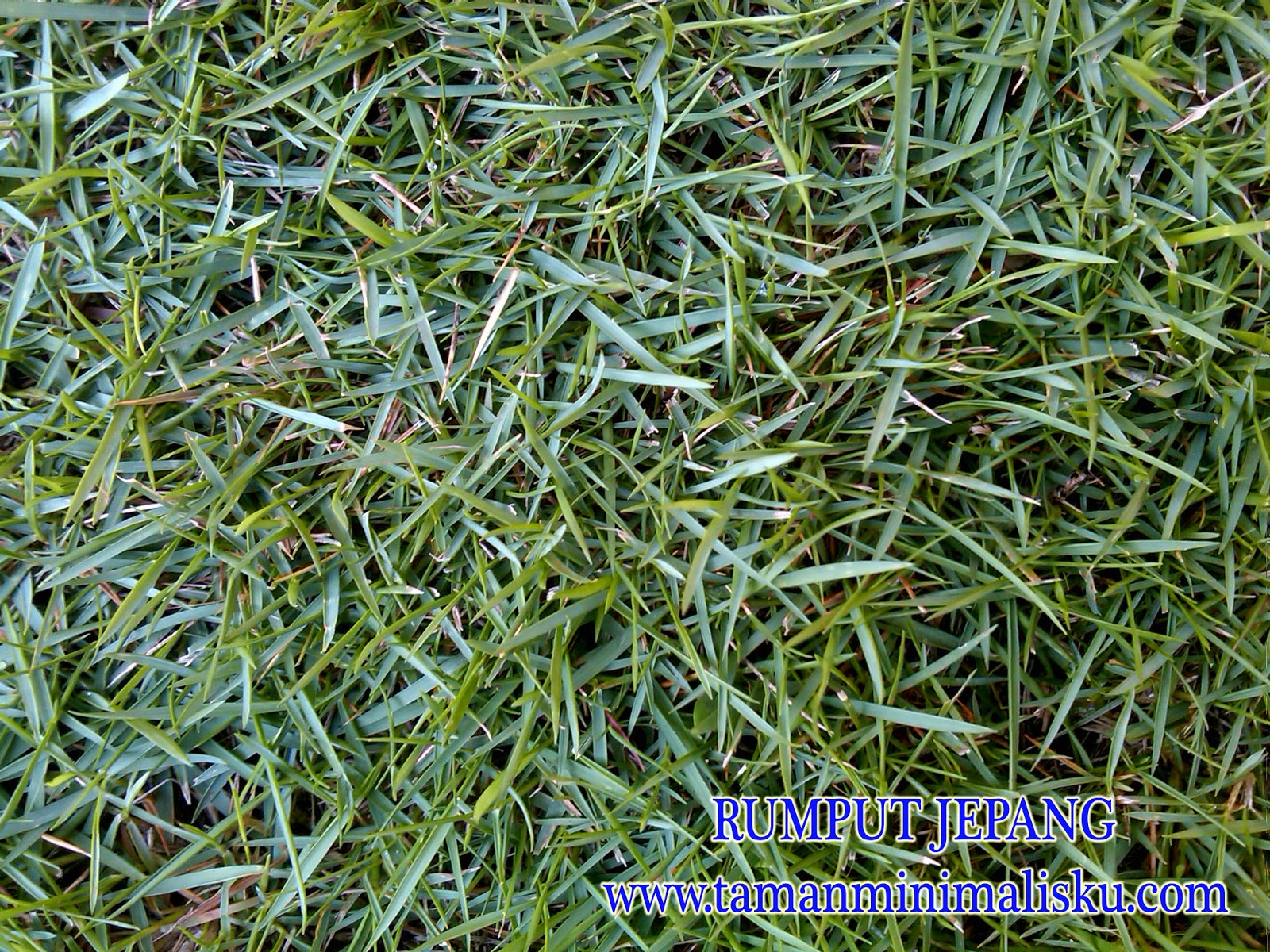 JUAL POHON RUMPUT JEPANG | SWISS | Tukang Taman Murah, Telep : 0813 ...