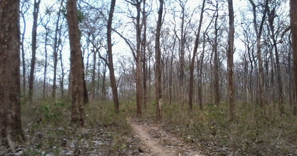 Hutan Jati - damarojat blog lifestyle perempuan dan keluarga Indonesia