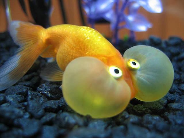 Life Style: Bubble Eye Goldfish!
