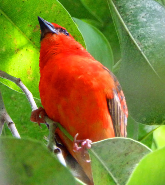 Red fody | Project Noah