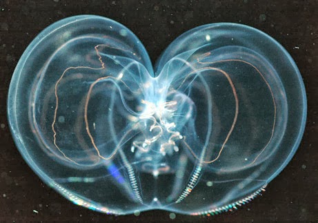 AWESOME BLOG: AWESOME COOL - Deep Sea Creatures Photo Collection (10 pics)