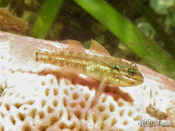 Bridled Goby | Project Noah