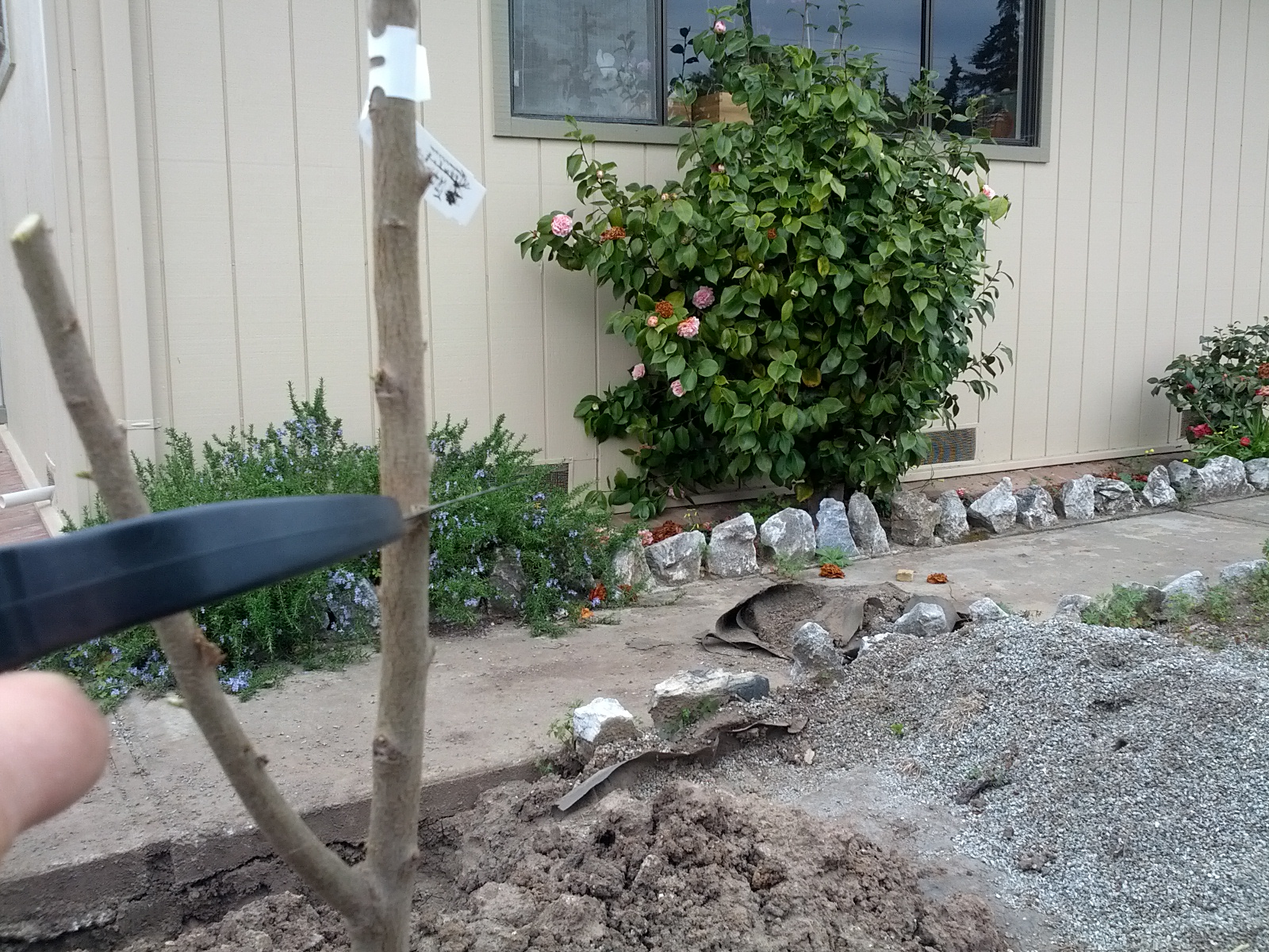 Gardening: Pruning santa rosa plum