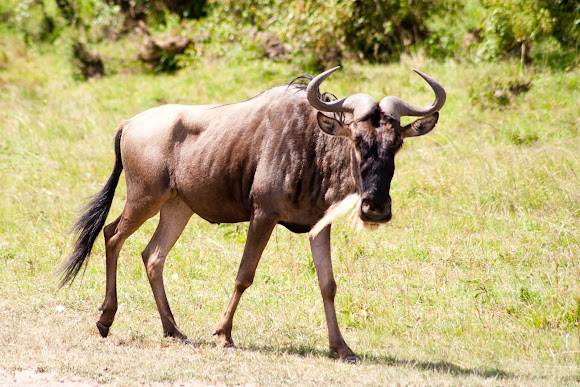 Blue wildebeest | Project Noah