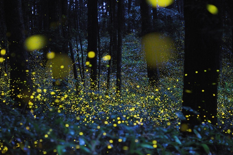 Stunning Long Exposure Photos of Gold Fireflies | Amusing Planet