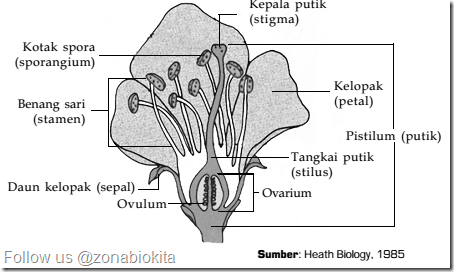 Animasi Proses Pembuahan Ganda Angiospermae