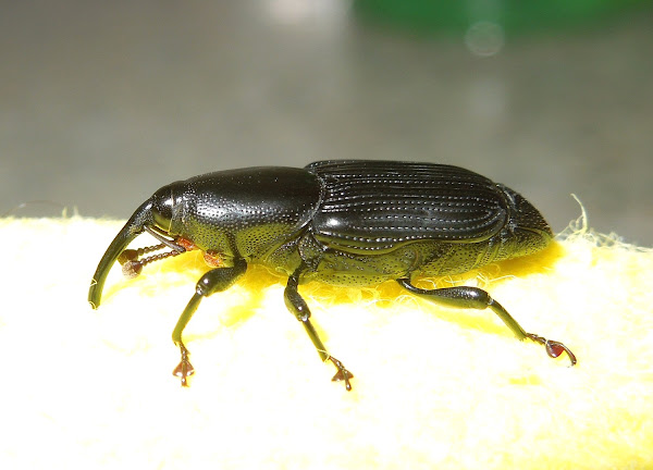 Agave Snout Weevil | Project Noah