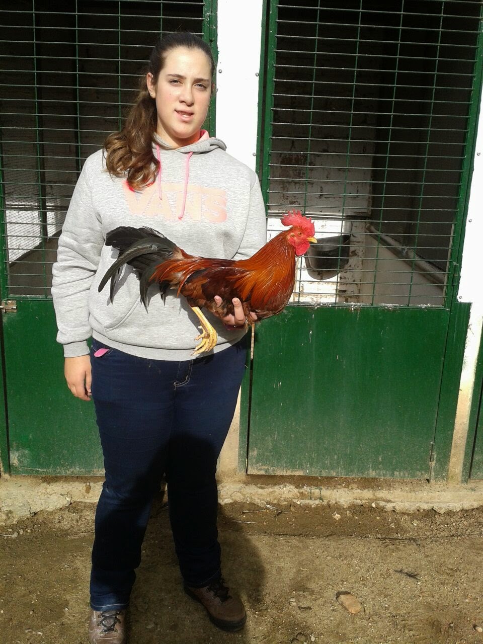 GALLO ESPAÑOL: noviembre 2014