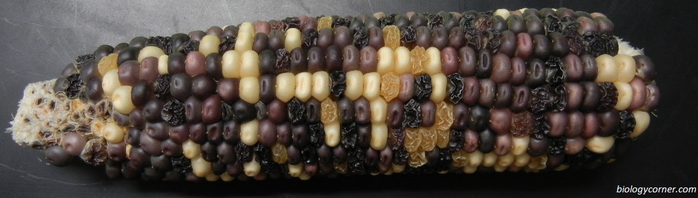 Corn Genetics & Chi Square | The Biology Corner