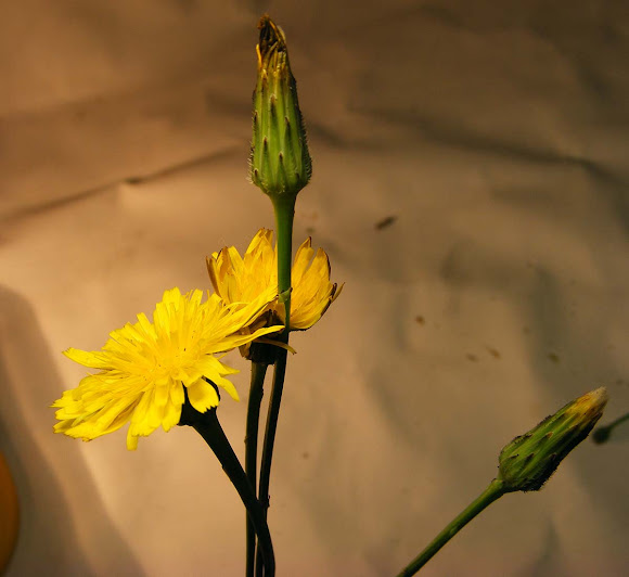Flat Weed | Project Noah