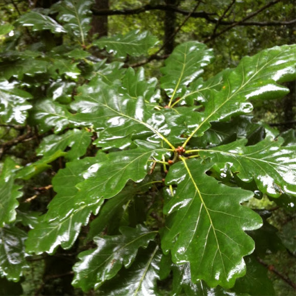 Roble. English Oak | Project Noah