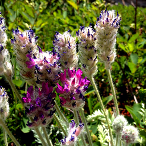 Showy Locoweed | Project Noah