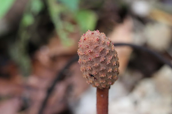 Urupé | Project Noah