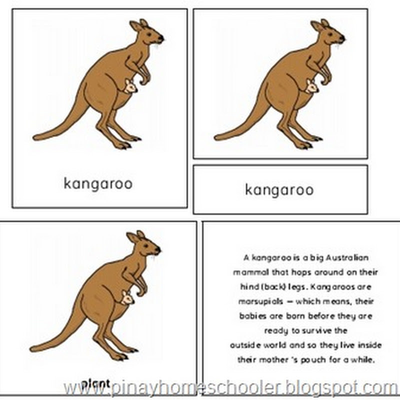 Kangaroo Nomenclature Cards | The Pinay Homeschooler