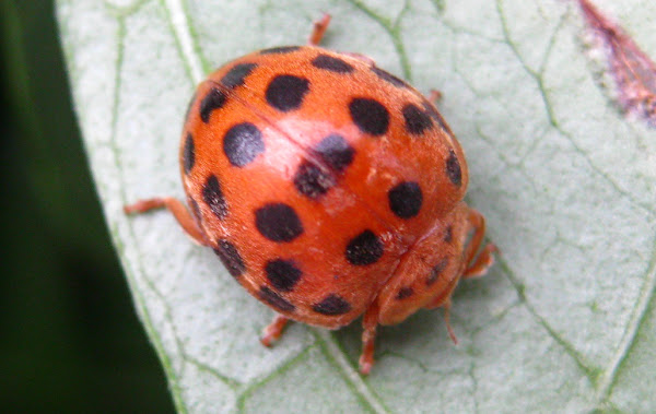 28-spotted Lady Beetle | Project Noah